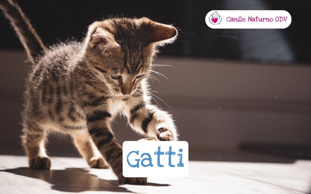 Gatti - EO Tierheim Naturns